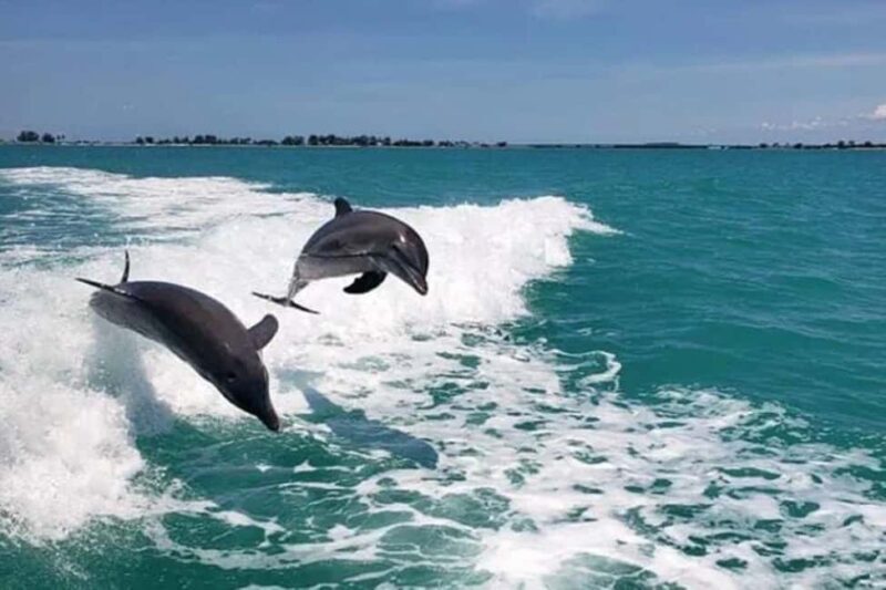 Clearwater Beach: Dolphin Excursion - Flippers Fun Boat - Key Points