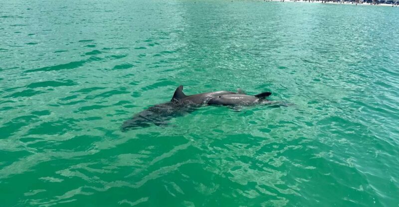 Clearwater Beach: Dolphin & Island Sandbar Cruise - A Detailed Look at the Clearwater Dolphin & Sandbar Tour
