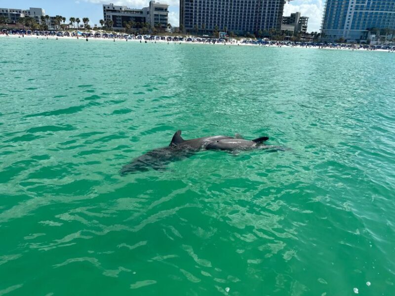 Clearwater Beach: Dolphin & Island Sandbar Cruise - FAQs