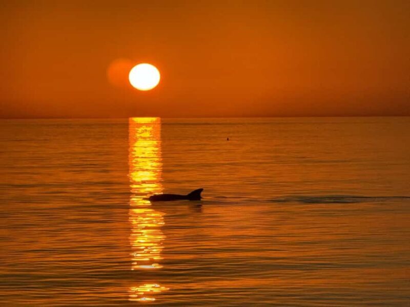 Clearwater Beach: Dolphin-Watching Sunset Cruise - Things to Keep in Mind