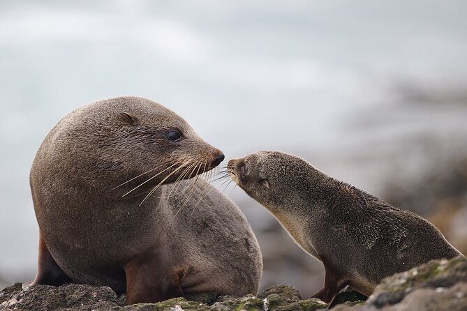 Clearwater Wildlife Tours (small group 10max) Otago Peninsula - An In-Depth Look at the Otago Peninsula Wildlife Tour