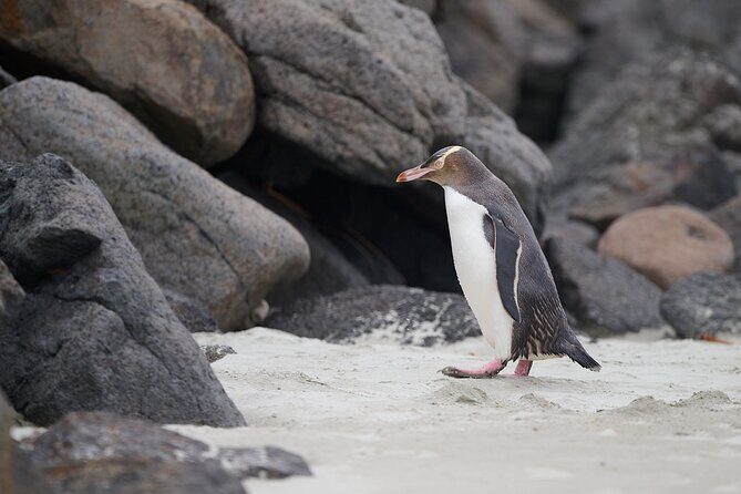 Clearwater Wildlife Tours (small group 10max) Otago Peninsula - Frequently Asked Questions
