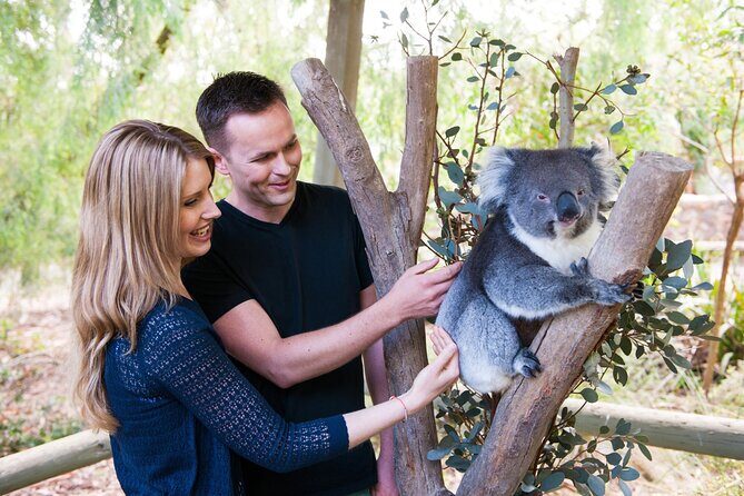 Cleland Wildlife Park Experience - from Adelaide including Mt Lofty Summit - Introduction