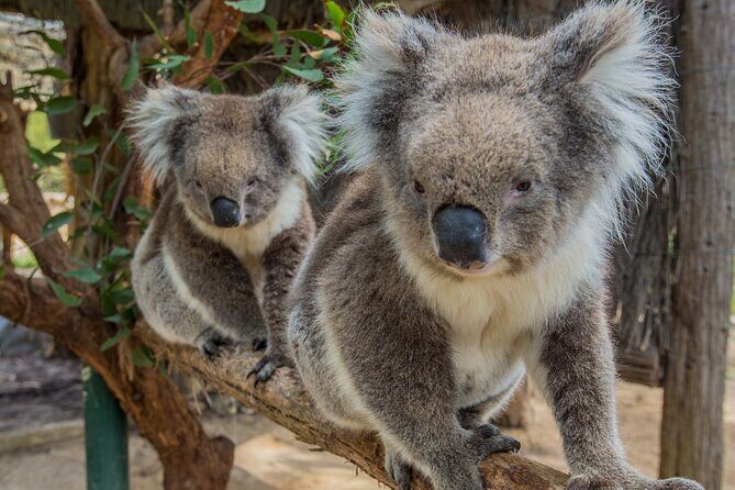 Cleland Wildlife Park Experience - from Adelaide including Mt Lofty Summit - A Closer Look at the Tour Itinerary