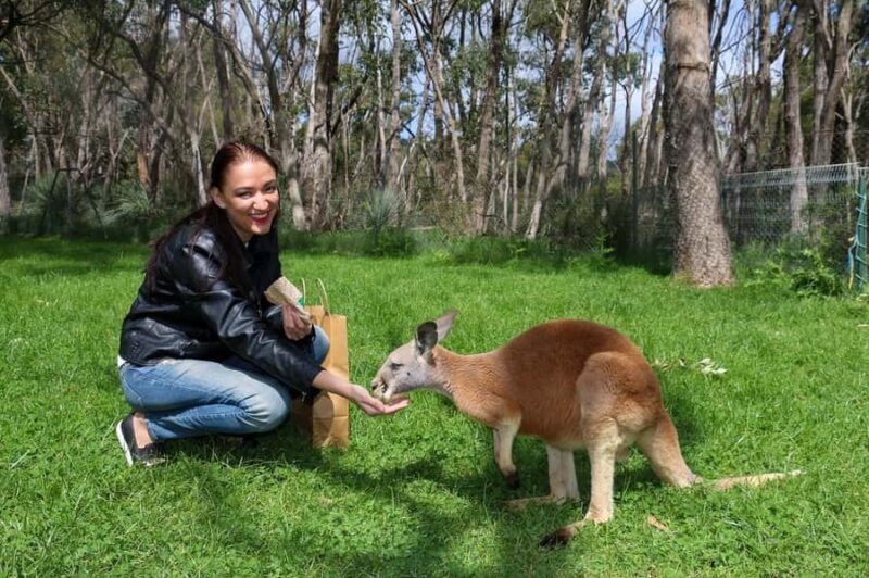 Cleland Wildlife Park Experience with Mount Lofty Summit - What You Can Expect from This Tour