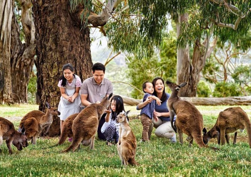 Cleland Wildlife Park Experience with Mount Lofty Summit - The Sum Up