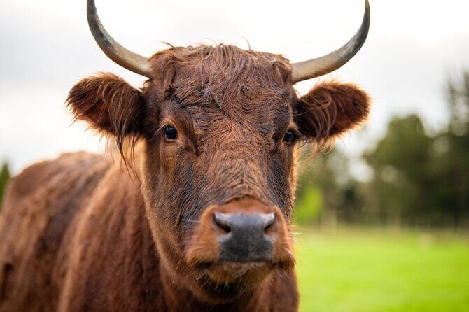 Coach Farm Tour and Milford Sound Nature Cruise from Queenstown - The Experience from Review Insights