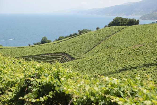 Coast, fish and txakoli wine - Who Will Love This Tour?