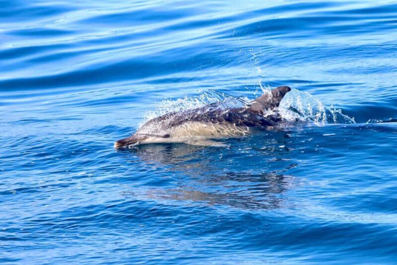 Coastal 2.5-hour Adventure Boat Tour from Newcastle - Key Points