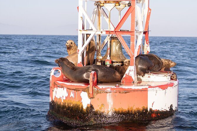 Coastal Cruise on Yacht in Santa Barbara - Practical Details and Tips