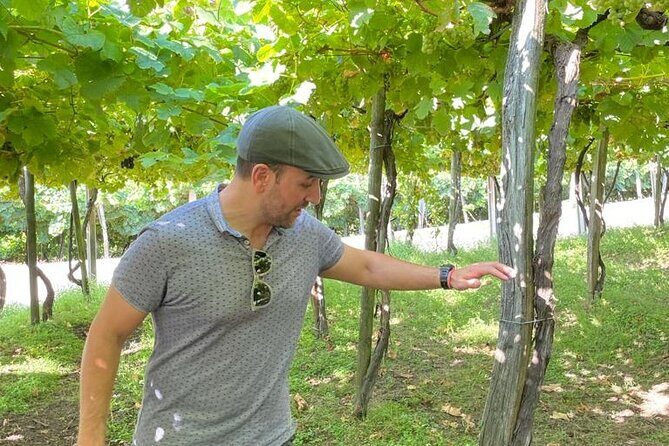 Coastal "Winery Camino Trail" Walking Tour from San Sebastian - The Experience: What Makes It Stand Out