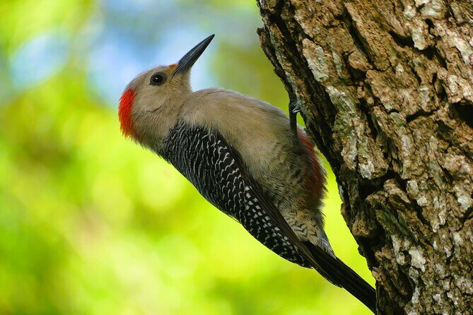 Coba and Punta Laguna Guided Birdwatching Private Tour - What We Think About the Price and Overall Value