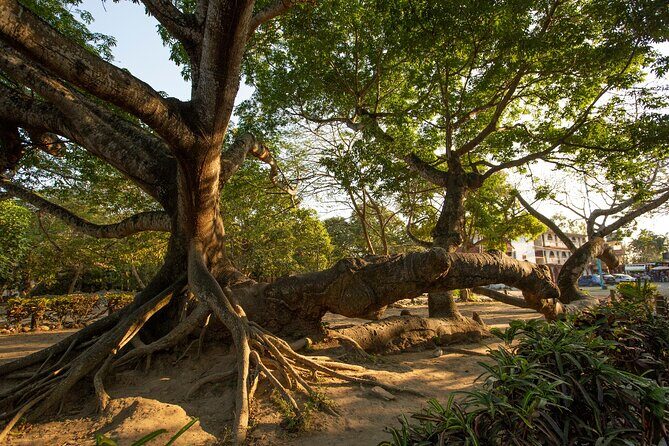 Coba Ruins: Self-Guided Walking Audio Tour in Mexico - What to Expect From the App and Experience