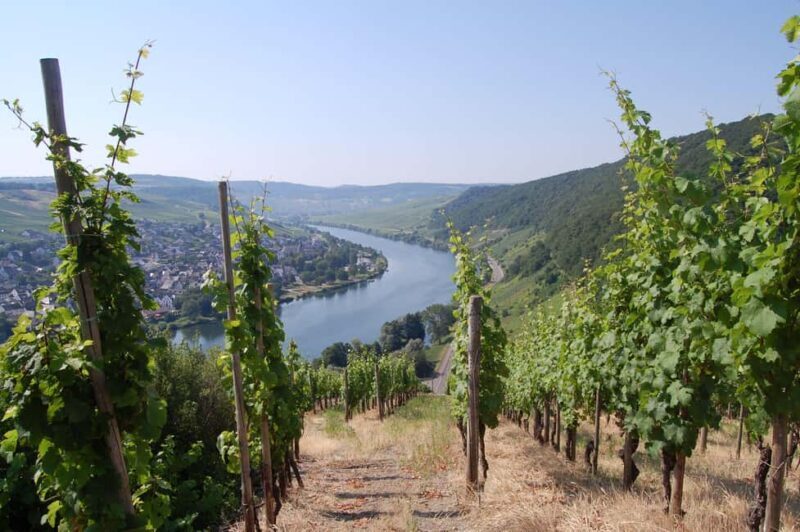 Cochem, Moselle: Wine experience hike with boat trip - Key Points