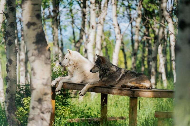 Cochrane: Yamnuska Wolfdog Sanctuary Tour - Exploring the Itinerary and Highlights