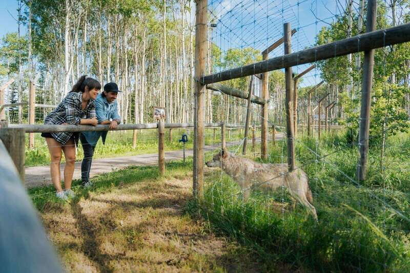 Cochrane: Yamnuska Wolfdog Sanctuary Tour - The Experience and Practical Details