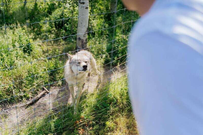 Cochrane: Yamnuska Wolfdog Sanctuary Tour - FAQs