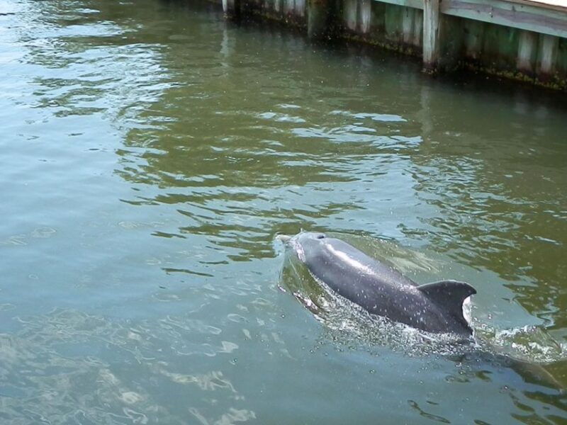 Cocoa Beach Dolphin and Wildlife Tour - Key Points