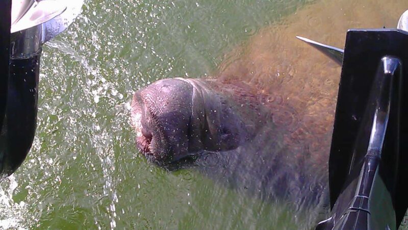 Cocoa Beach Dolphin and Wildlife Tour - Practical Tips for Your Tour Experience