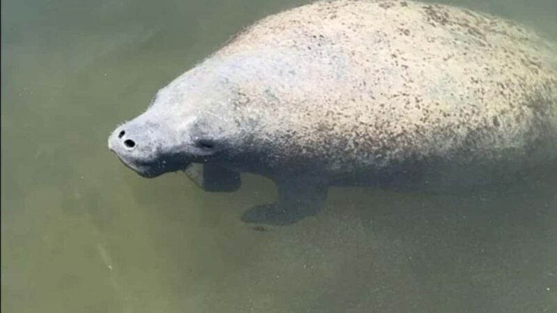 Cocoa Beach: Dolphin & Manatee Pontoon Cruise - Exploring the Experience in Detail
