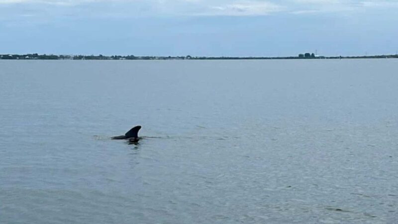 Cocoa Beach: Dolphin & Manatee Pontoon Cruise - FAQs