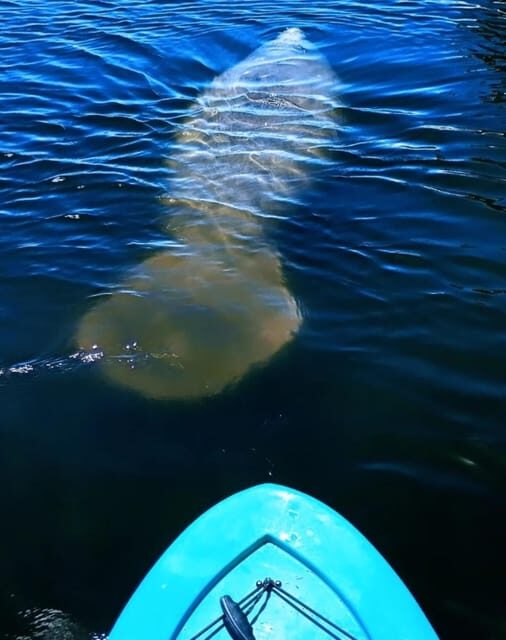Cocoa Beach/Merritt Island: Guided Dolphin and Manatee Tour - Key Points
