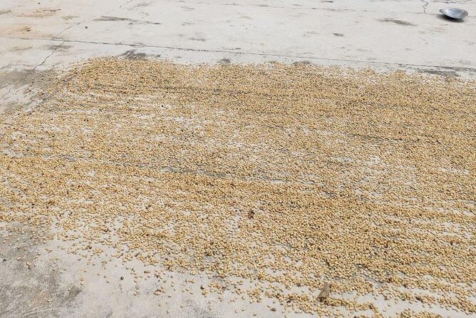 Coffee Plantation Experience - An In-Depth Look at the Coffee Plantation Experience