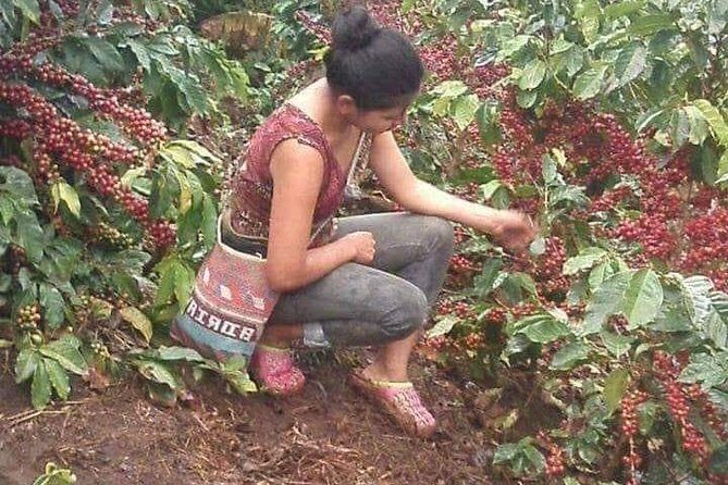 Coffee Plantation Experience - Final Thoughts