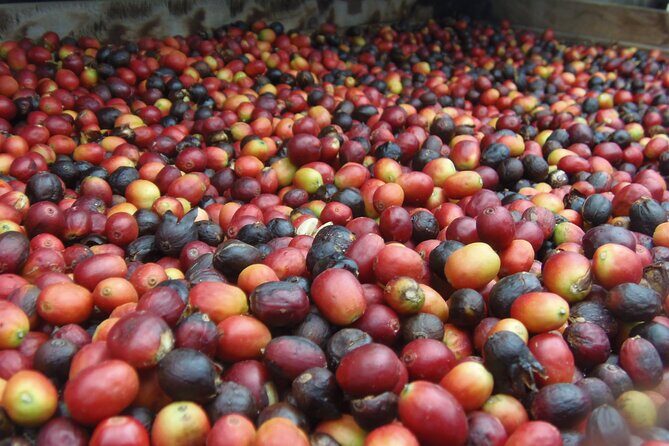 Coffee & Wine: North Route of Gran Canaria Tour - What’s Included and What’s Not