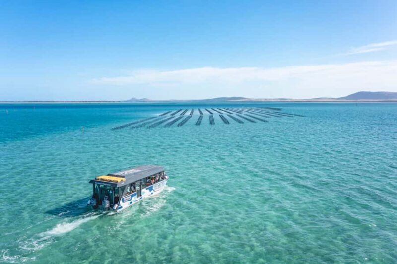 Coffin Bay: Oyster Farm Boat Tour with Wading & 12 Oysters - The Sum Up