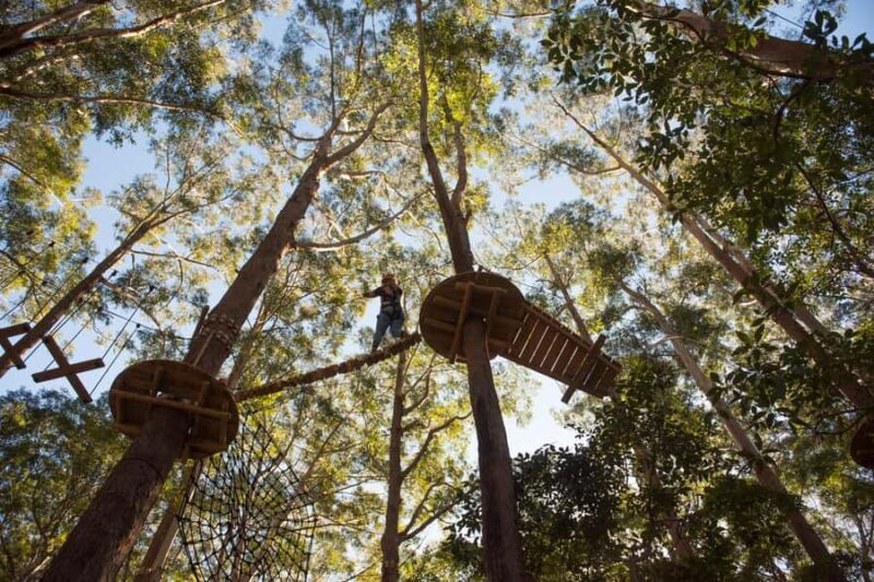 Coffs Harbour: Treetops Adventure Tree Ropes Course - Key Points  
