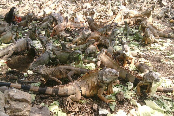 colima cultural and volcano - Exploring Colima’s Culture and Volcano: A Complete Review