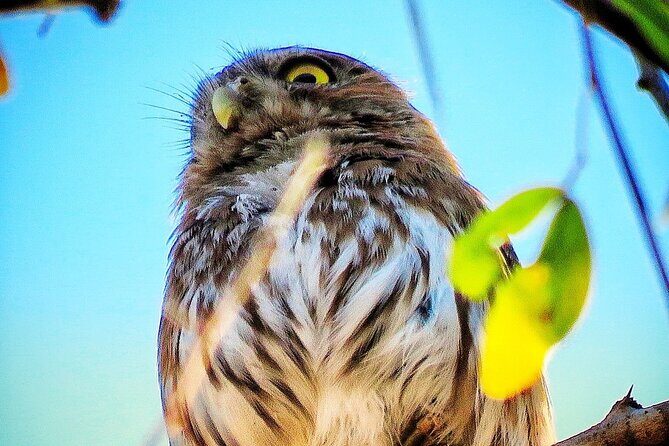 Colima Volcano Birdwatching Tour - In-Depth Look at the Itinerary