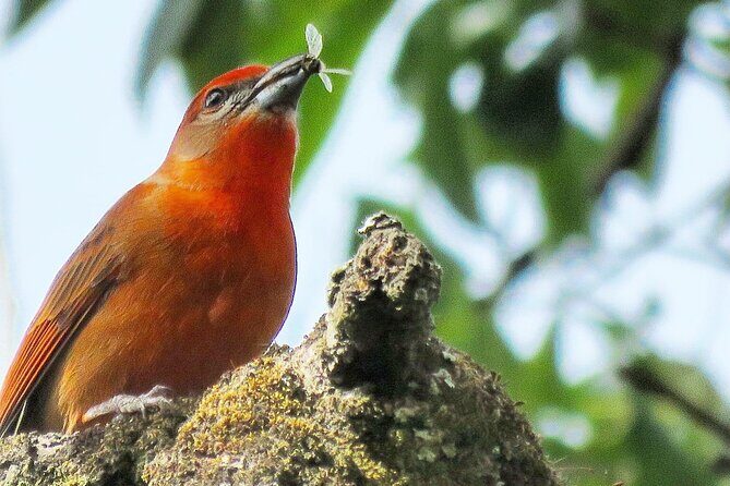 Colima Volcano Birdwatching Tour - Considerations and Tips