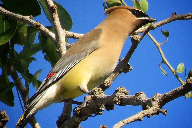 Colima Volcano Birdwatching Tour - Final Thoughts: Is the Colima Volcano Birdwatching Tour Worth It?