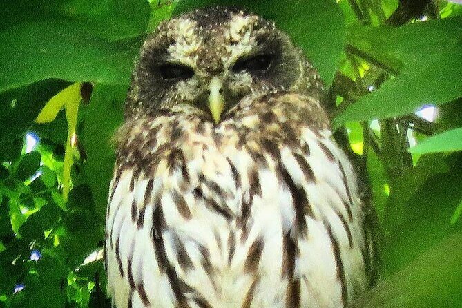 Colima Volcano Birdwatching Tour - FAQ