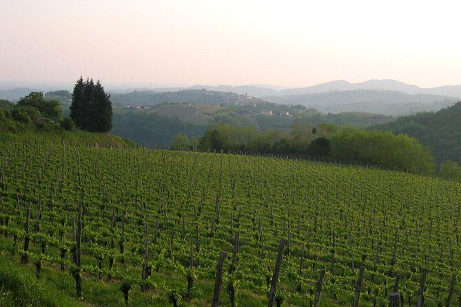 Collio: Cividale Del Friuli and Wine Tastings from Trieste - The Sum Up: Is This Tour Right for You?