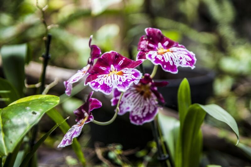 Collodi: Pinocchio Park & Villa Garzoni Grounds Entry Ticket - FAQ