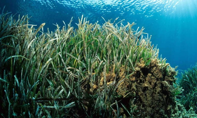 Colonia Sant Jordi: Premium & Fast Boat Tour around Cabrera - In-Depth Look at the Cabrera Boat Tour Experience