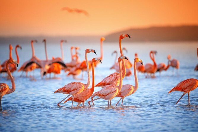 Colonial City of Valladolid, Pink Waters of Las Coloradas and Pink Flamingos - FAQ