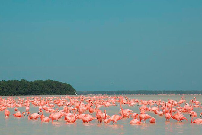 Coloradas, Ria Lagartos Boat Trip & One Natural Beach from Merida - The Sum Up: Is This Tour Right for You?