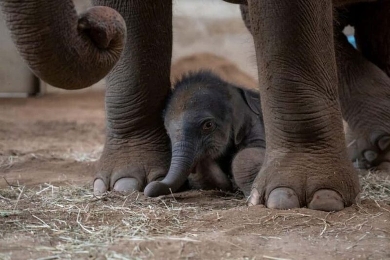 Columbus, OH: Columbus Zoo and Aquarium Entry Ticket - Key Points