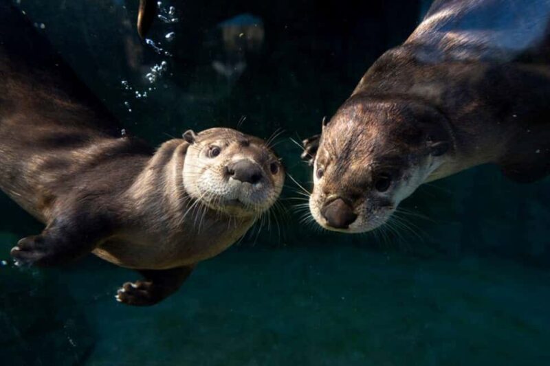 Columbus, OH: Columbus Zoo and Aquarium Entry Ticket - Final Thoughts: The Value of the Columbus Zoo and Aquarium Entry Ticket