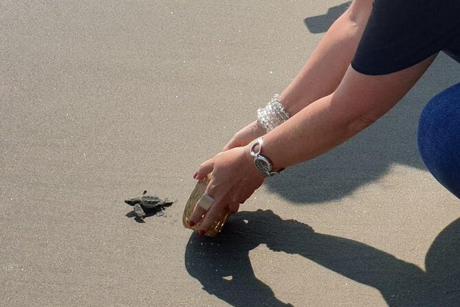 Combo 6 Hr Tour All City Highlights Divers Baby Turtle Release - Why This Tour Offers Great Value