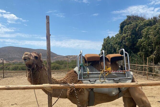 Combo Camelback Safari and ATV Ride Combo Tour Adventure - An In-Depth Look at the Experience