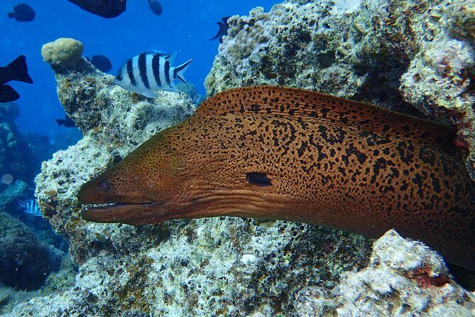 Combo Diving and Snorkeling Full Day Tour - Practical Details & What They Mean for You