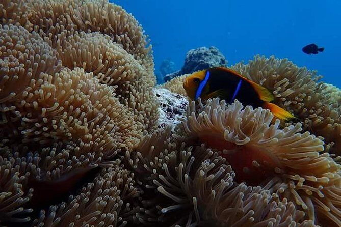 Combo Diving and Snorkeling Half-Day Tour - The Experience of Guides and Marine Encounters