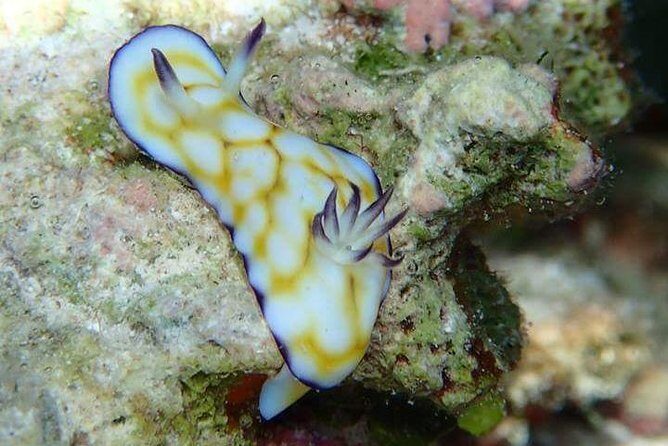 Combo Diving and Snorkeling Half-Day Tour - Who Will Enjoy This Tour Most?