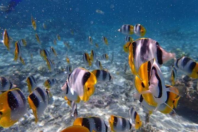 Combo Diving and Snorkeling Half-Day Tour - The Sum Up: Is the Combo Diving and Snorkeling Tour Worth It?