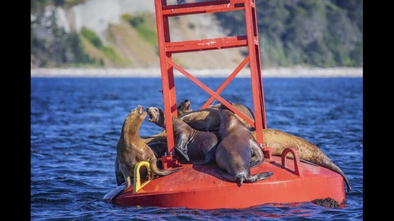 Comox: 4 Hour Whale and Wildlife Watching Tour - Who This Tour Is Best For